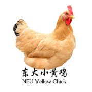 东大小黄鸡 