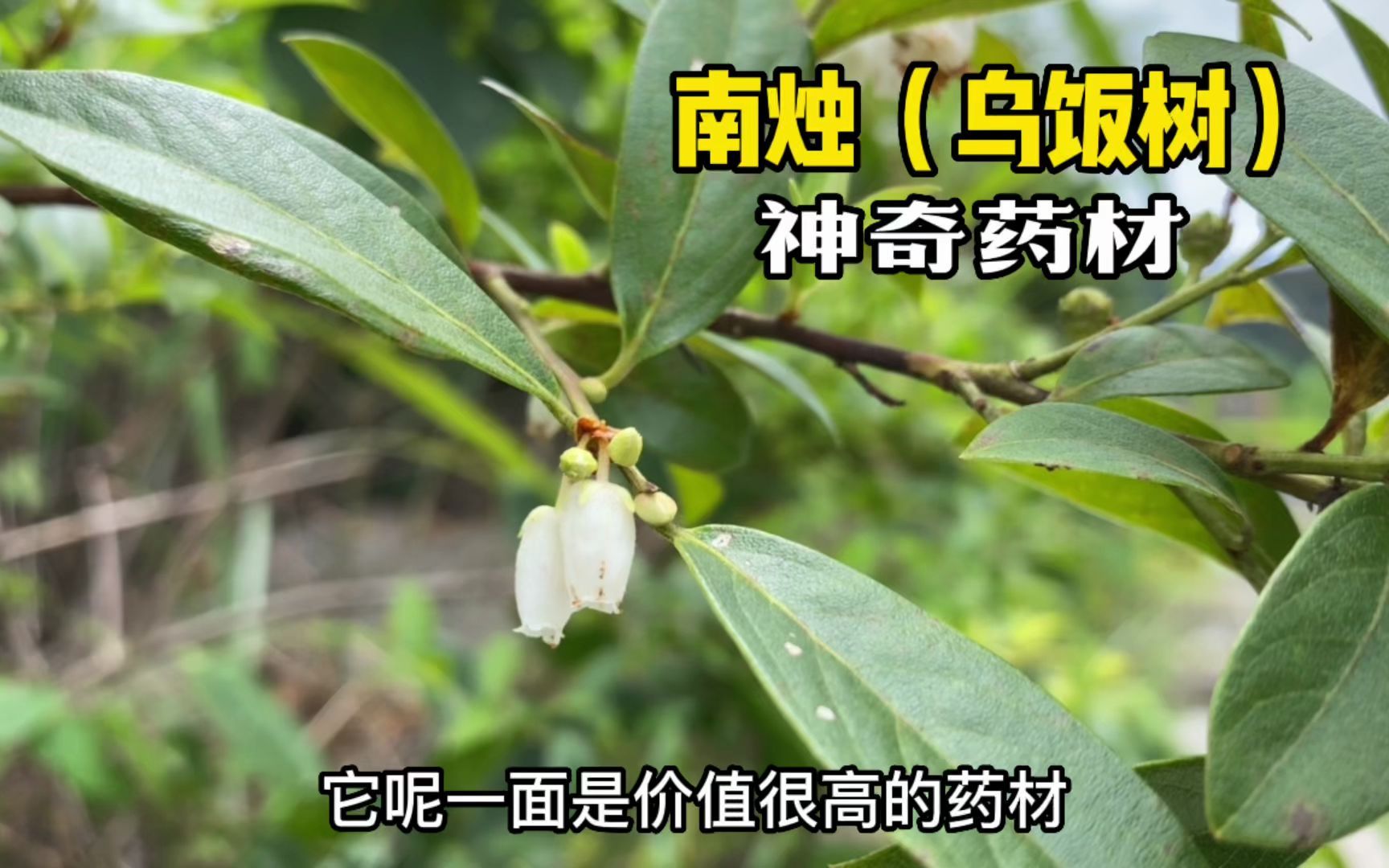 南烛又名“乌饭树”,它的三大价值与用途你知道吗?一起来看看吧