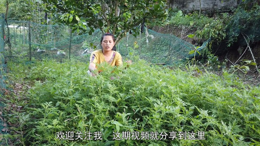农村常见的一种艾草,大家来看一下它有什么用处?