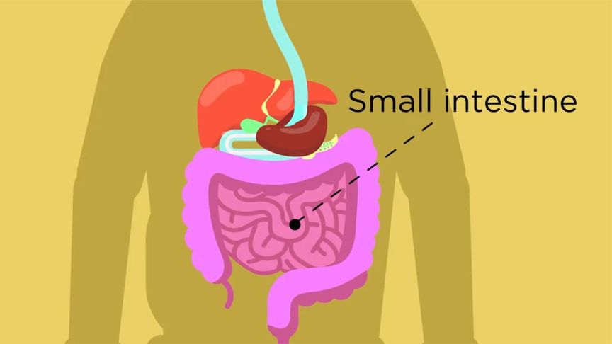 小肠的消化功能与营养吸收