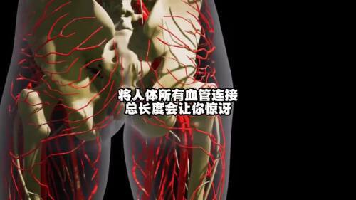 如果将人体所有血管连接起来其长度可以绕地球好几圈!