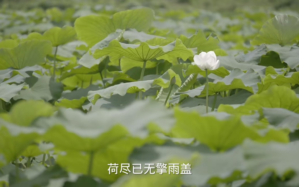 小学三年级上-赠刘景文·苏轼