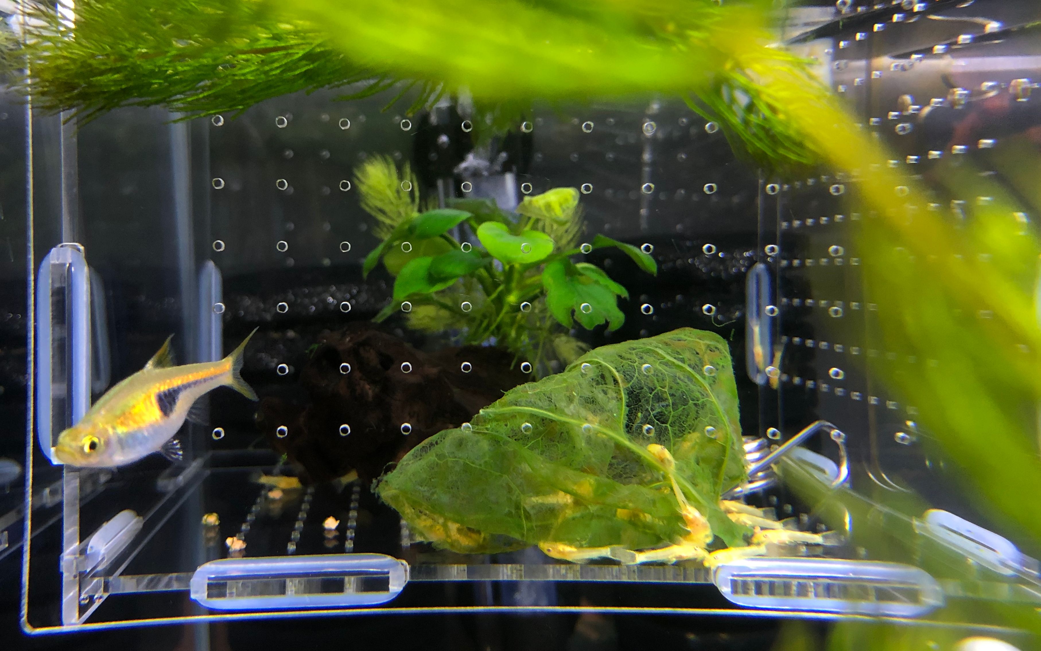 黄金大胡子异型鱼繁殖环境,鱼苗已经开口了