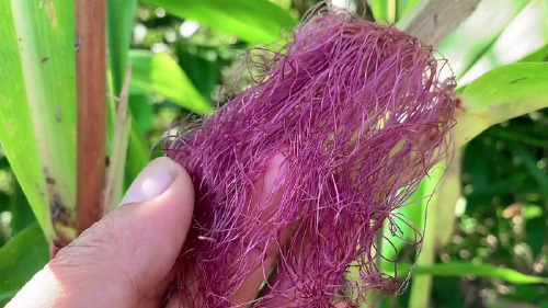 孕期腿肿别乱喝!玉米须水是"消肿神器"还是"禁忌"?这几点必须清楚