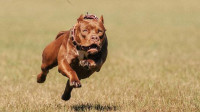 这个比特犬拿了斗狗大赛冠军,但自己也挂上了吊瓶!
