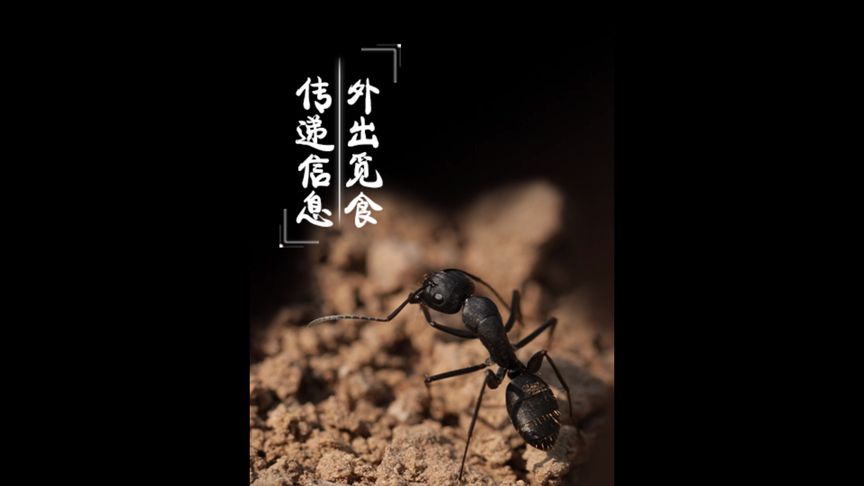 蚂蚁系列第2集:外出觅食、传递信息#蚂蚁 #昆虫 #科普