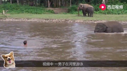 暖心!泰国大象迅速救下落水男子
