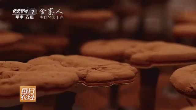 什么是灵芝孢子粉?请看央视现场报道!