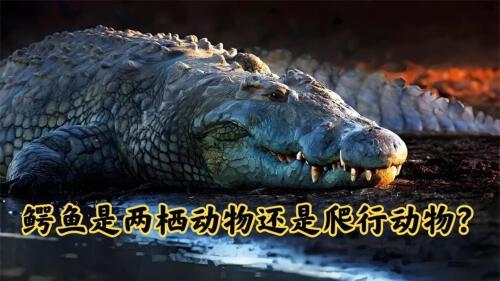 鳄鱼是两栖动物还是爬行动物?