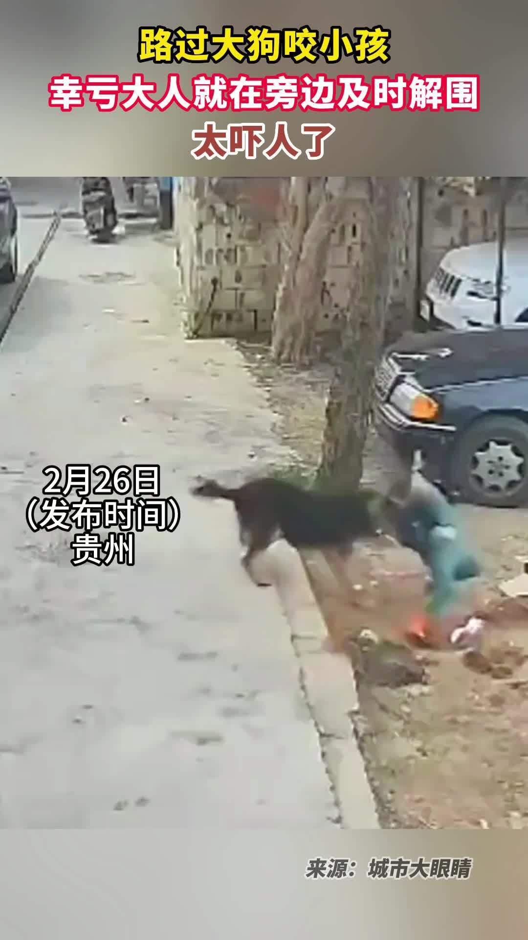 路过大狗咬小孩,幸亏大人就在旁边及时解围,太吓人了