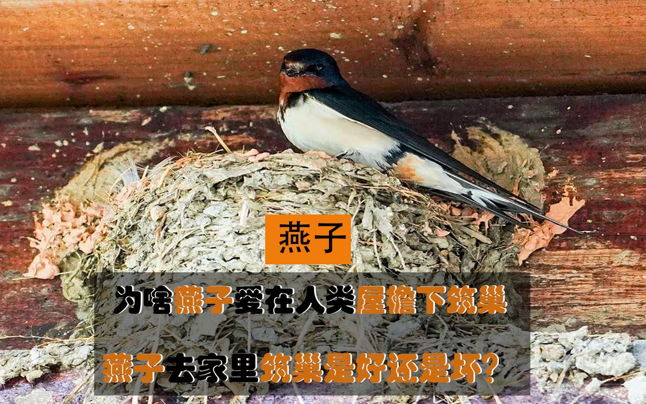 为什么燕子专爱在人类屋檐下筑巢,燕子去家里筑巢是好还是坏?
