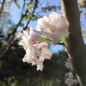 花朵阳光8 
