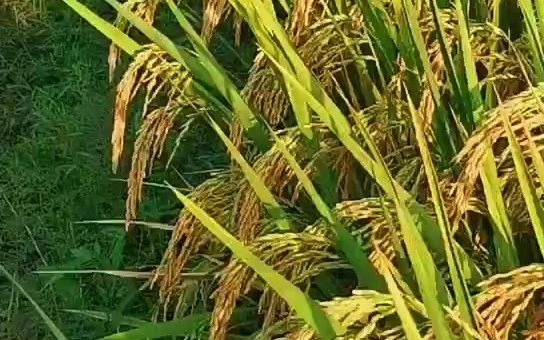 佳一福稻1588稻种什么品种好优质高产抗病杂交水稻种子