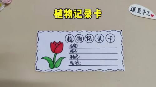 适合小学生的植物记录卡,简单易学