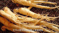 常吃海参有什么好处?调节性激素,补肾益精,壮阳疗痿有奇效!
