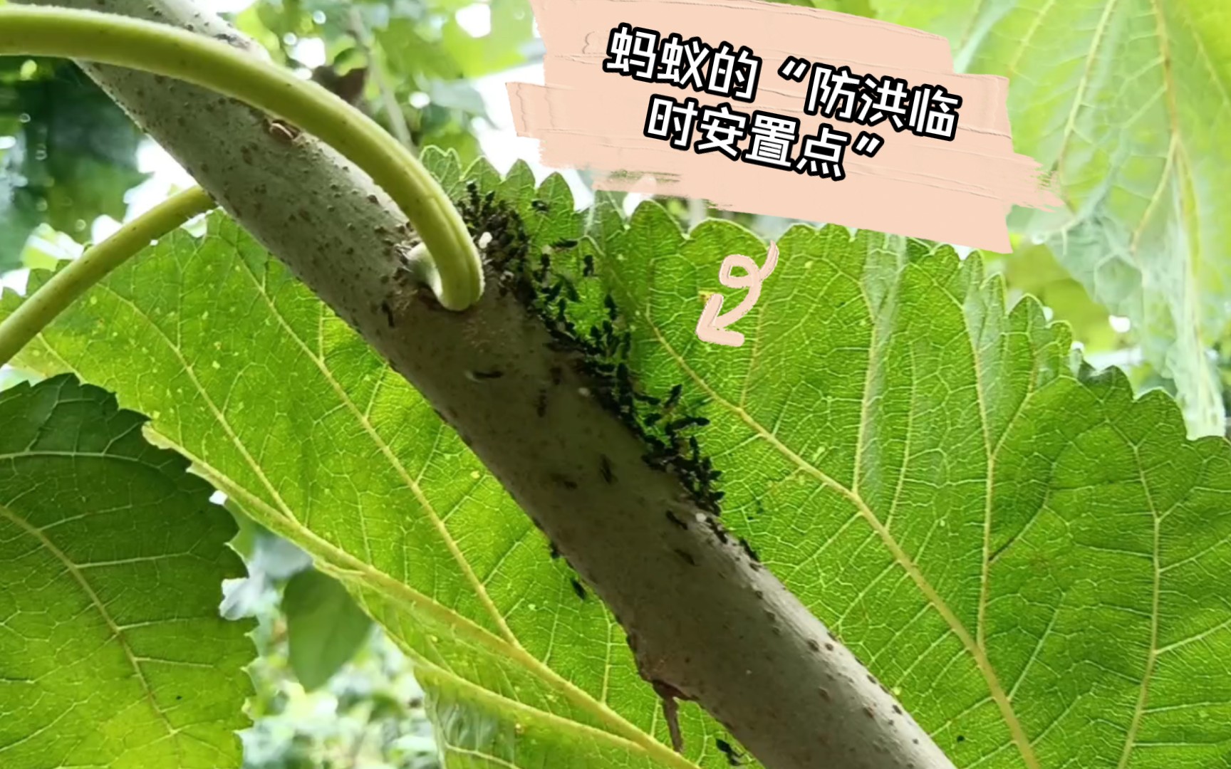 蚂蚁行为观察(两则)