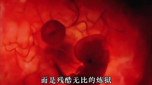 怀孕真相:十个月培养病变肿瘤?胎儿真是魔鬼?