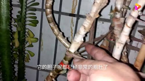 木立芦荟长花苞了,芦荟特别好养!易爆盆小崽!扦插就能成活!