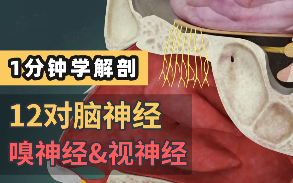 【1分钟学解剖】嗅神经和视神经,每天都要记得打卡学习哟!