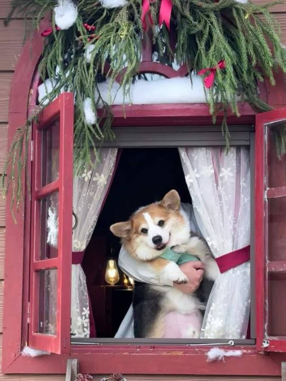 有小狗在身边 生活就热乎乎的