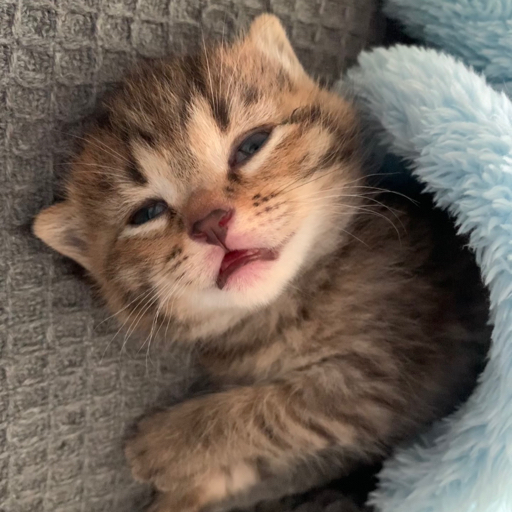 嗜睡的猫咪 