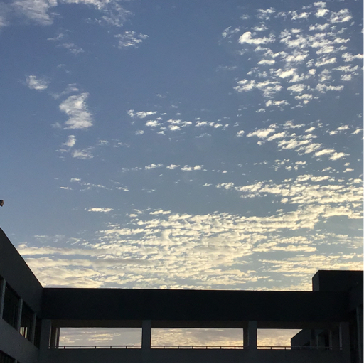 老白是小杨 