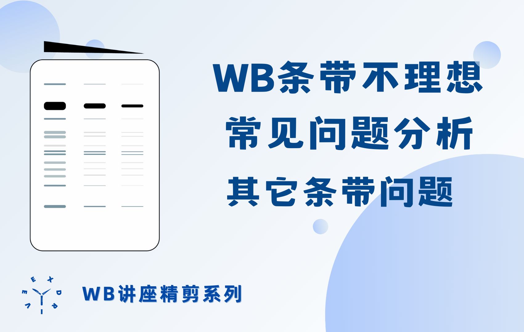 WB条带不理想,常见问题分析:其它条带问题
