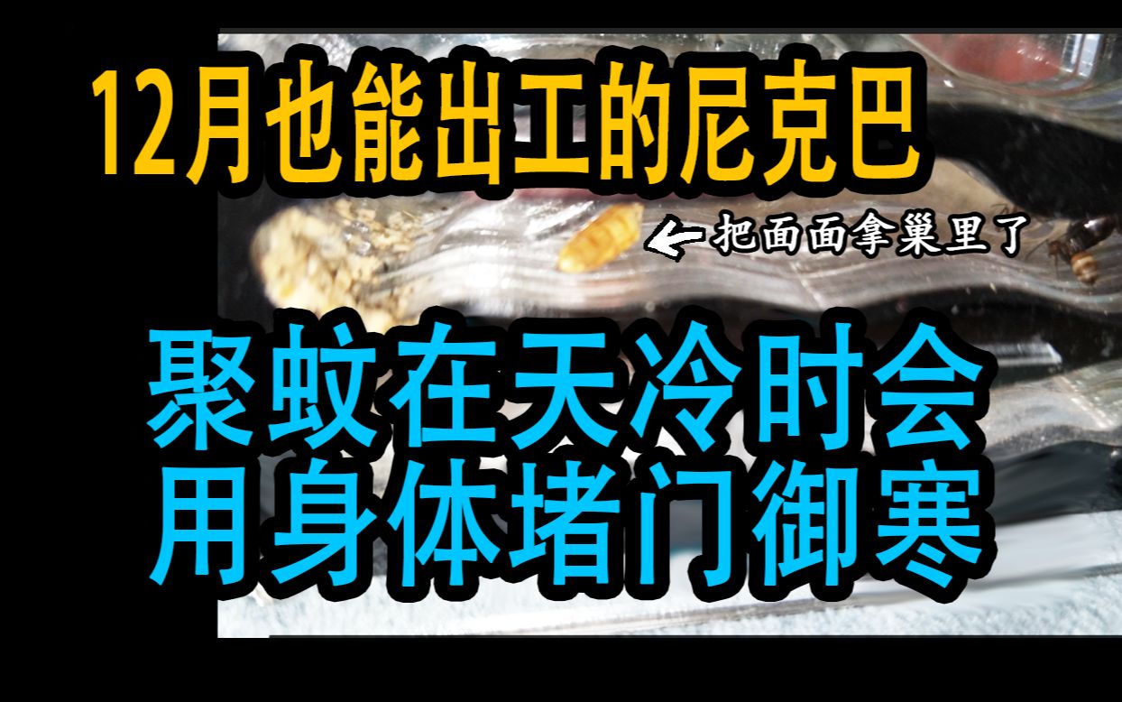 2021年12月养蚁记录