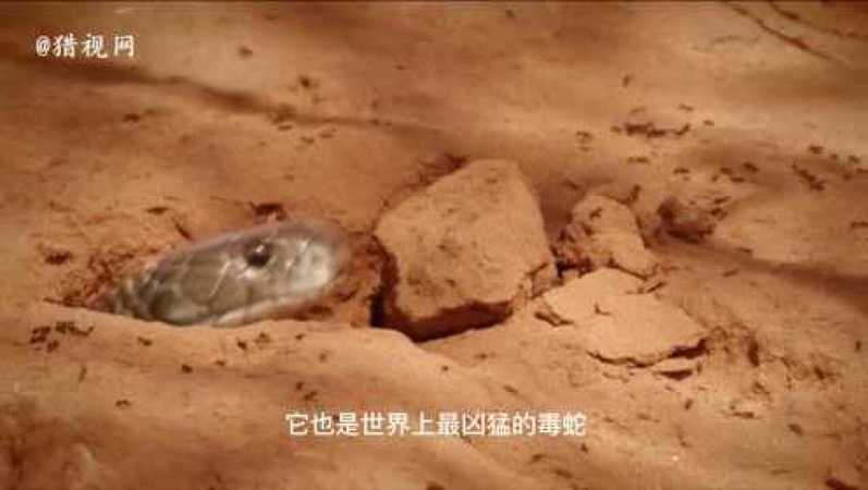 杀手中的杀手 世界上排名第一的毒蛇蝥伽蛇