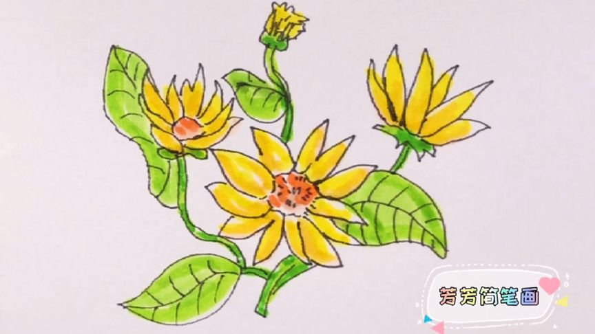 儿童美术简笔画启蒙,简单易学好看的菊花