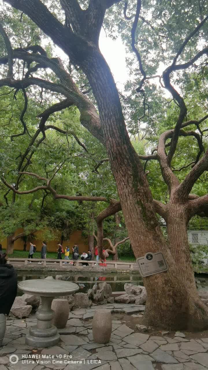 跟145年的香樟老树来个近距离合影吧～#香樟树下