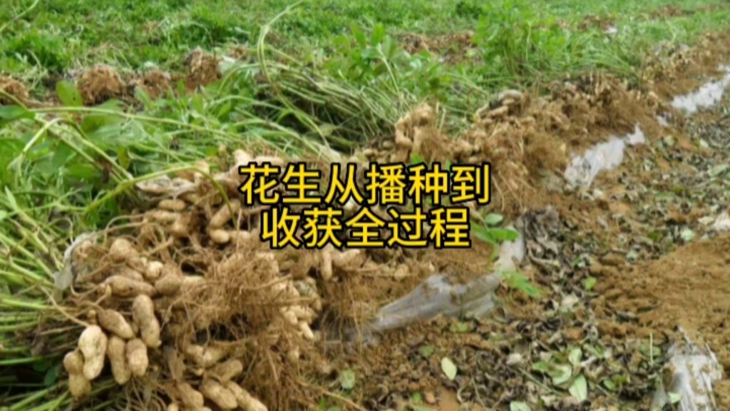 花生从播种到收获全过程