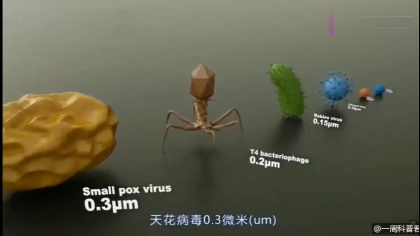 细菌与病毒体积大小比较