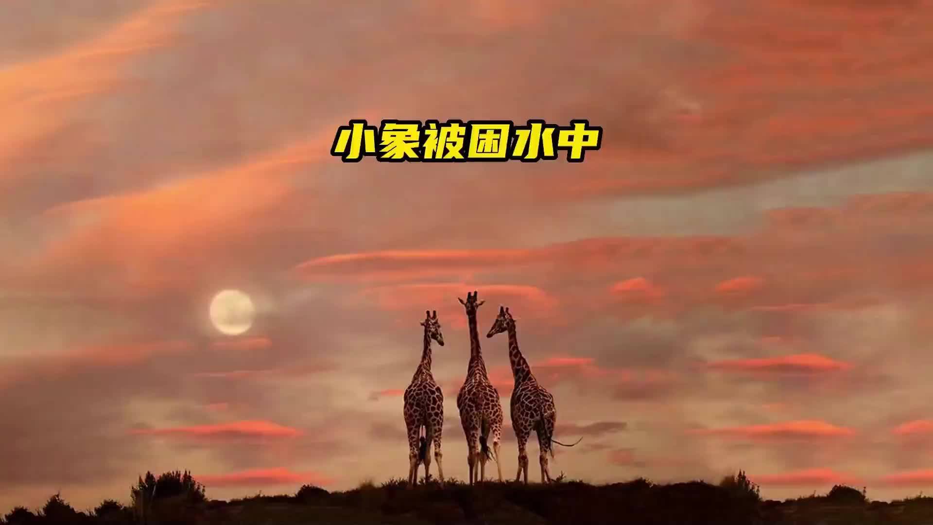 突如其来的洪水将大象困在洪水中,他们能成功逃脱吗