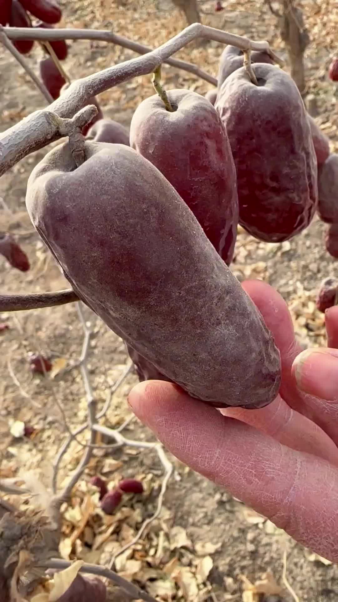 新疆正宗和田大枣,新疆和田大枣,产地直发,吃过的都说好!