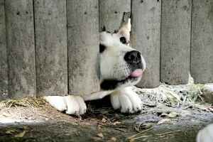 牧羊犬刘狗蛋儿 