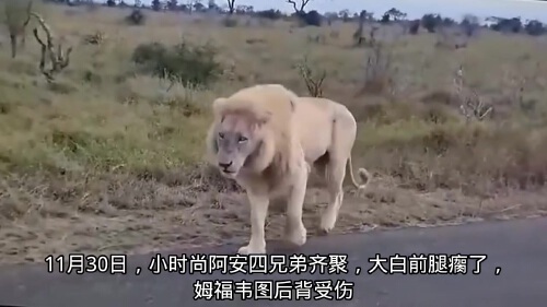 抓拍与野生动物零距离接触保护野生动物人人有责野生动物零距离...