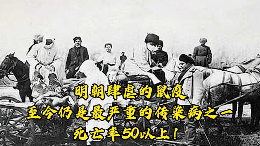 明朝肆虐的鼠疫,至今仍是最严重的传染病之一,死亡率50以上!