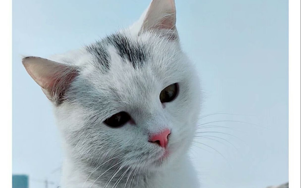 【中华田园猫】嘿嘿嘿,小猫咪