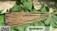 〰❤️ ߍ� 【绿色呼吸®牛蒡茶】 牛蒡茶功效学1⃣️:降血压 牛蒡根...