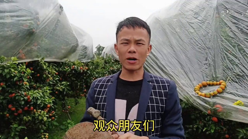 关注沙糖桔最新收购价,消息准确信息可靠,2022.1.12价格是多少?