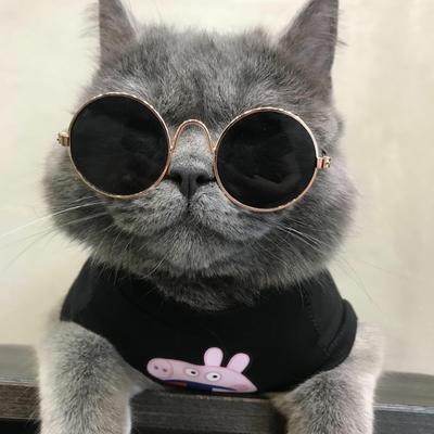 巷子里的猫ABC 