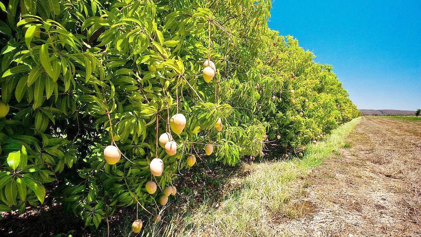 芒果种植技术 芒果种植收益