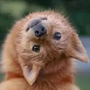 家里没矿的酋长 