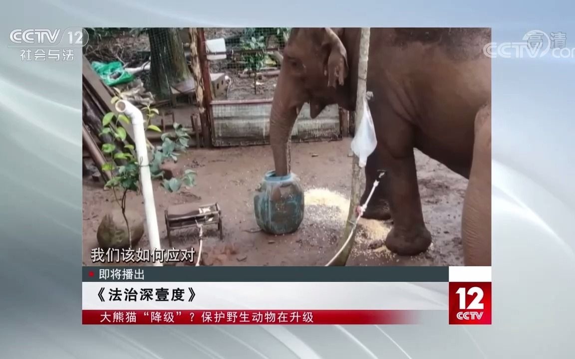 【法治深壹度】大熊猫“降级”?保护野生动物在升级