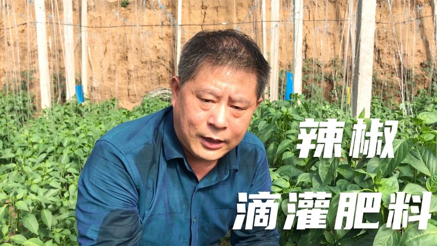 辣椒高产期需肥量大,要及时滴灌肥,滴灌什么肥料才最好?