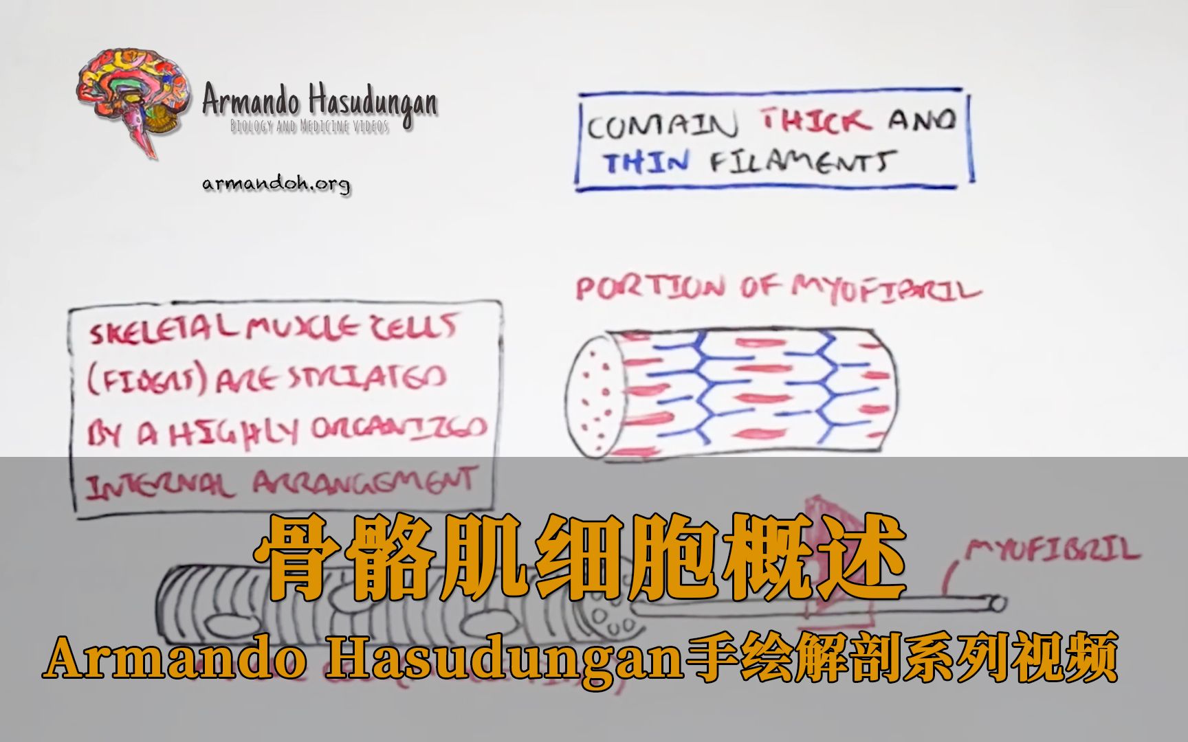 骨骼肌细胞概述(结构)