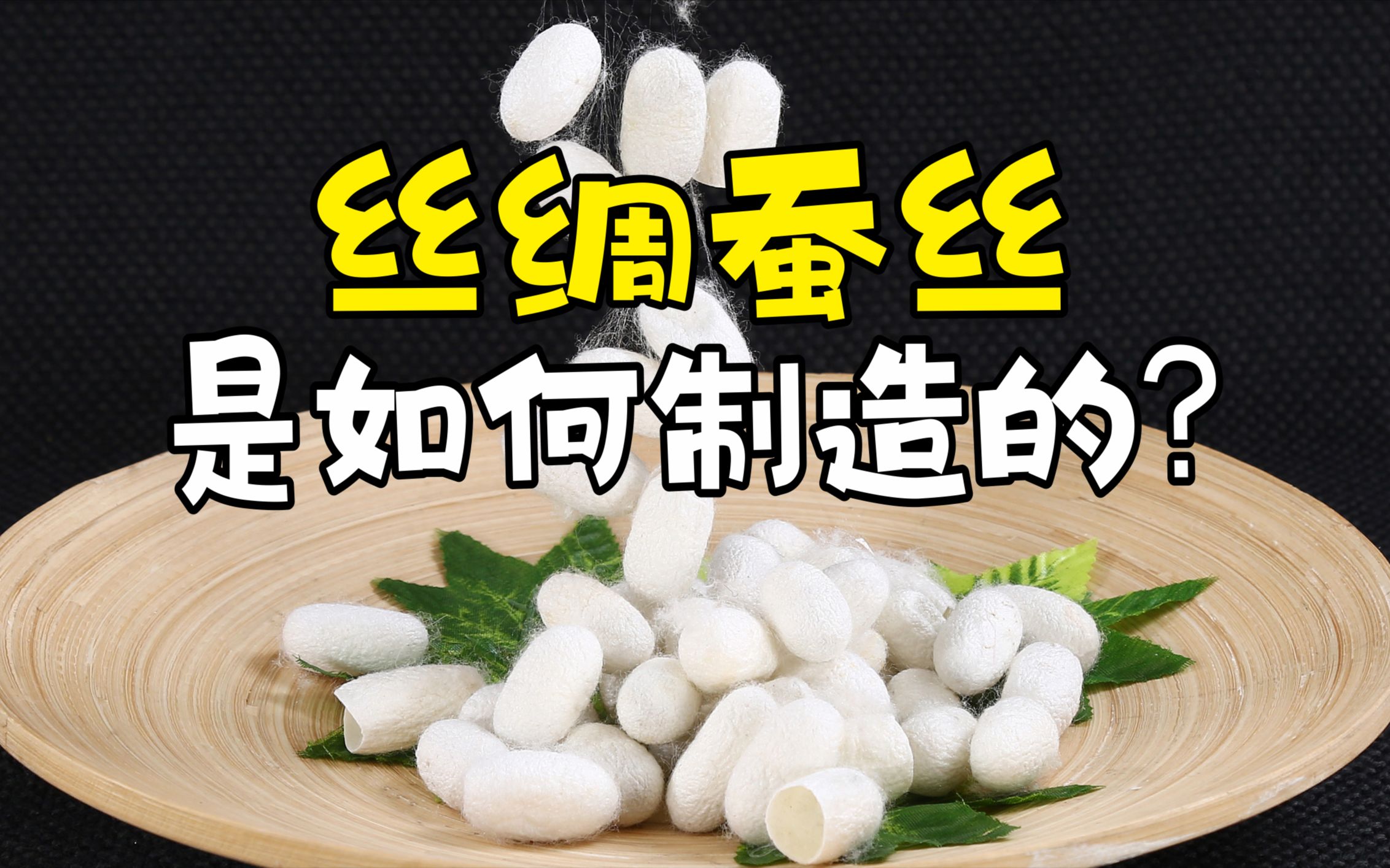 黄金蚕丝是如何制作的?先将蚕茧煮3分钟,再把50根蚕丝合成一根