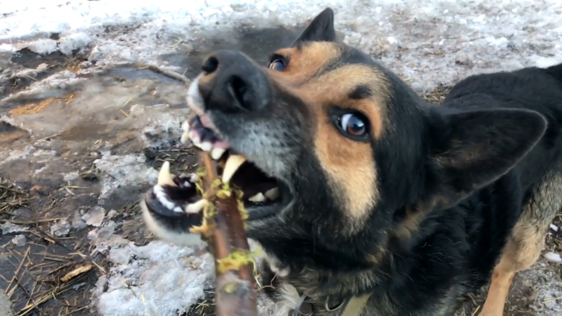 狗咬人后第5天死亡,伤者未就医,3个月后恐风狂躁因狂犬病病死