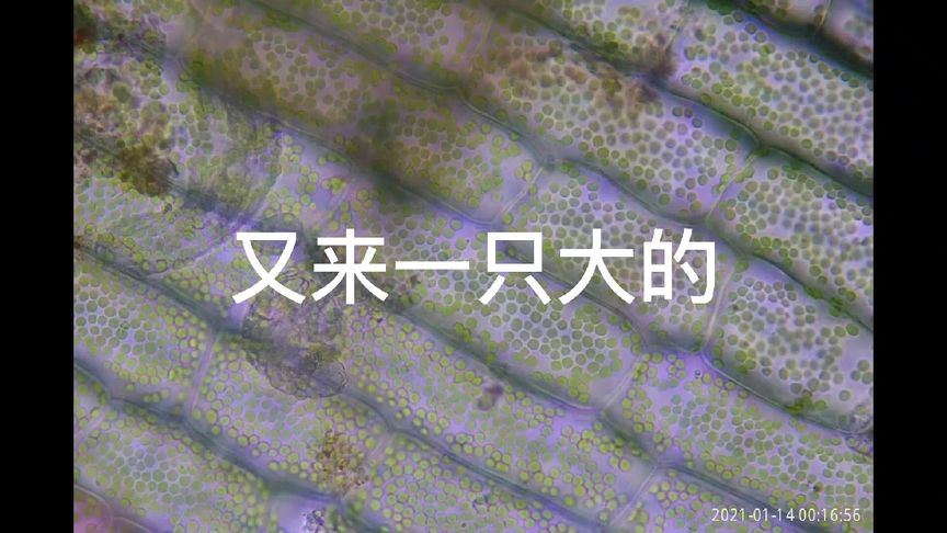 初中生物实验,显微镜下观察黑藻叶片结构。
